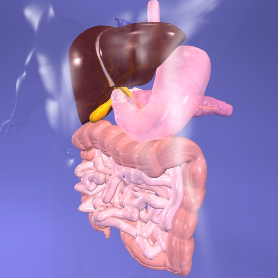 digestive x-ray 3d max