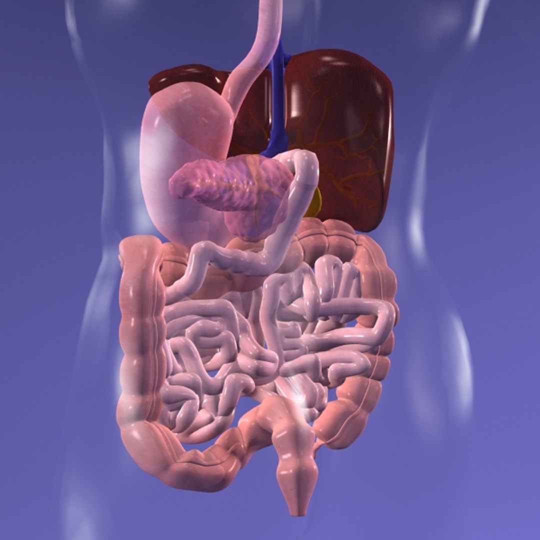 digestive x-ray 3d max