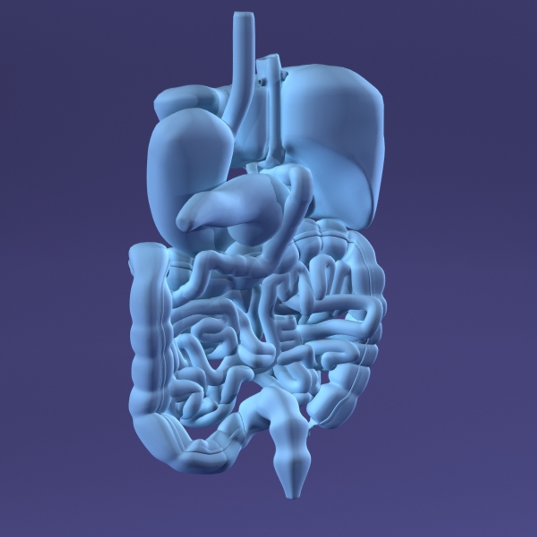 digestive x-ray 3d max