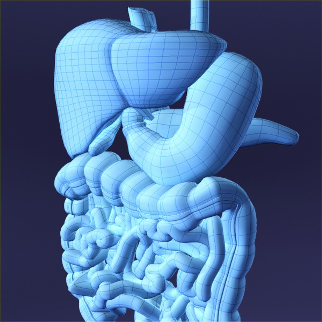 digestive x-ray 3d max