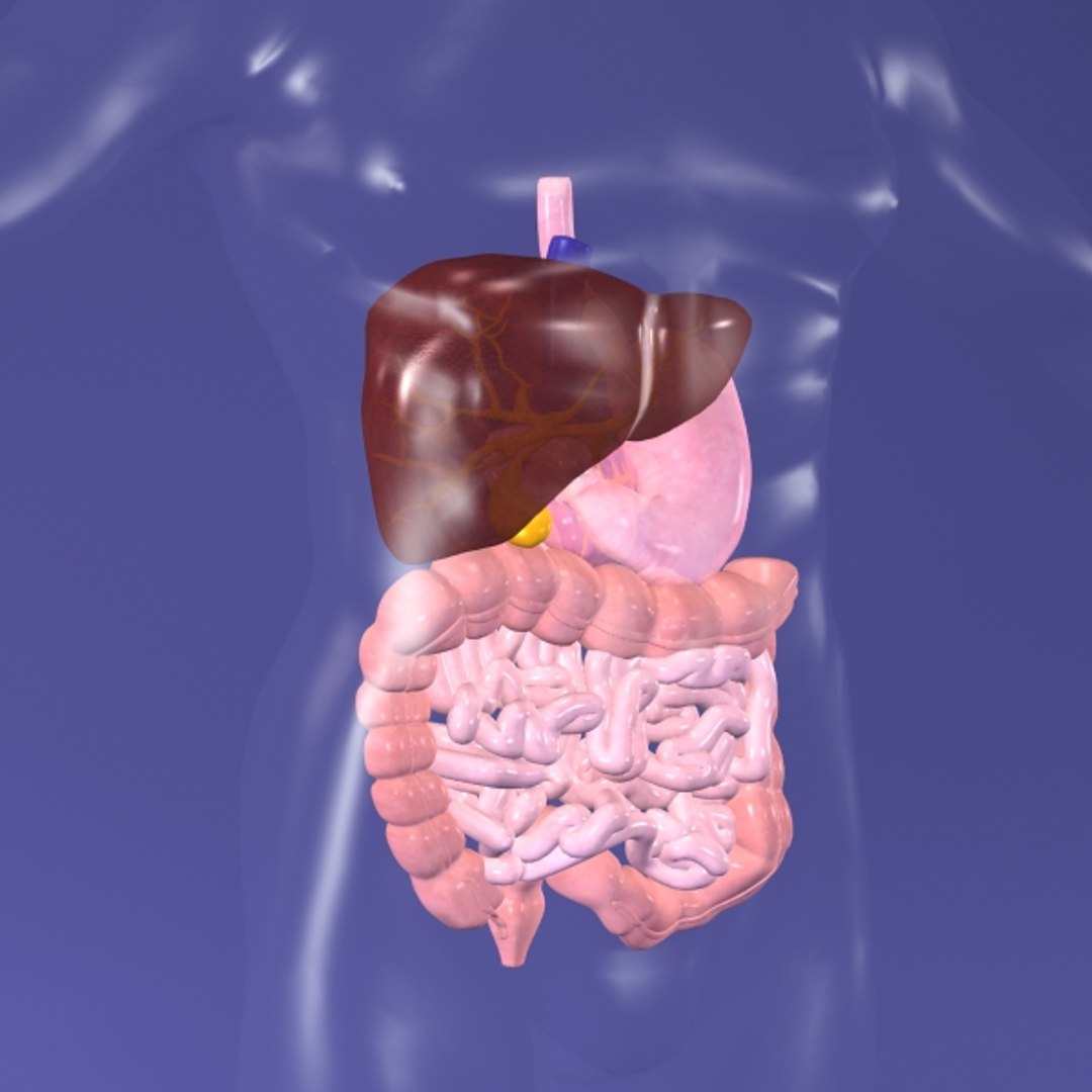digestive x-ray 3d max