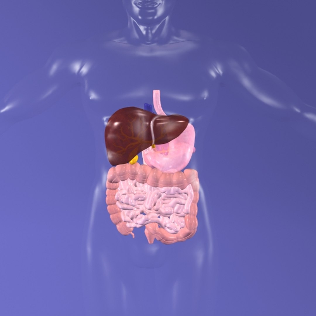 digestive x-ray 3d max