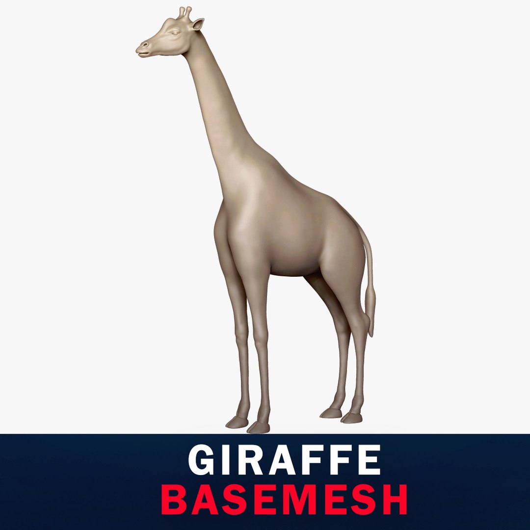 3D African Giraffe Base Mesh 3D model - TurboSquid 1823531