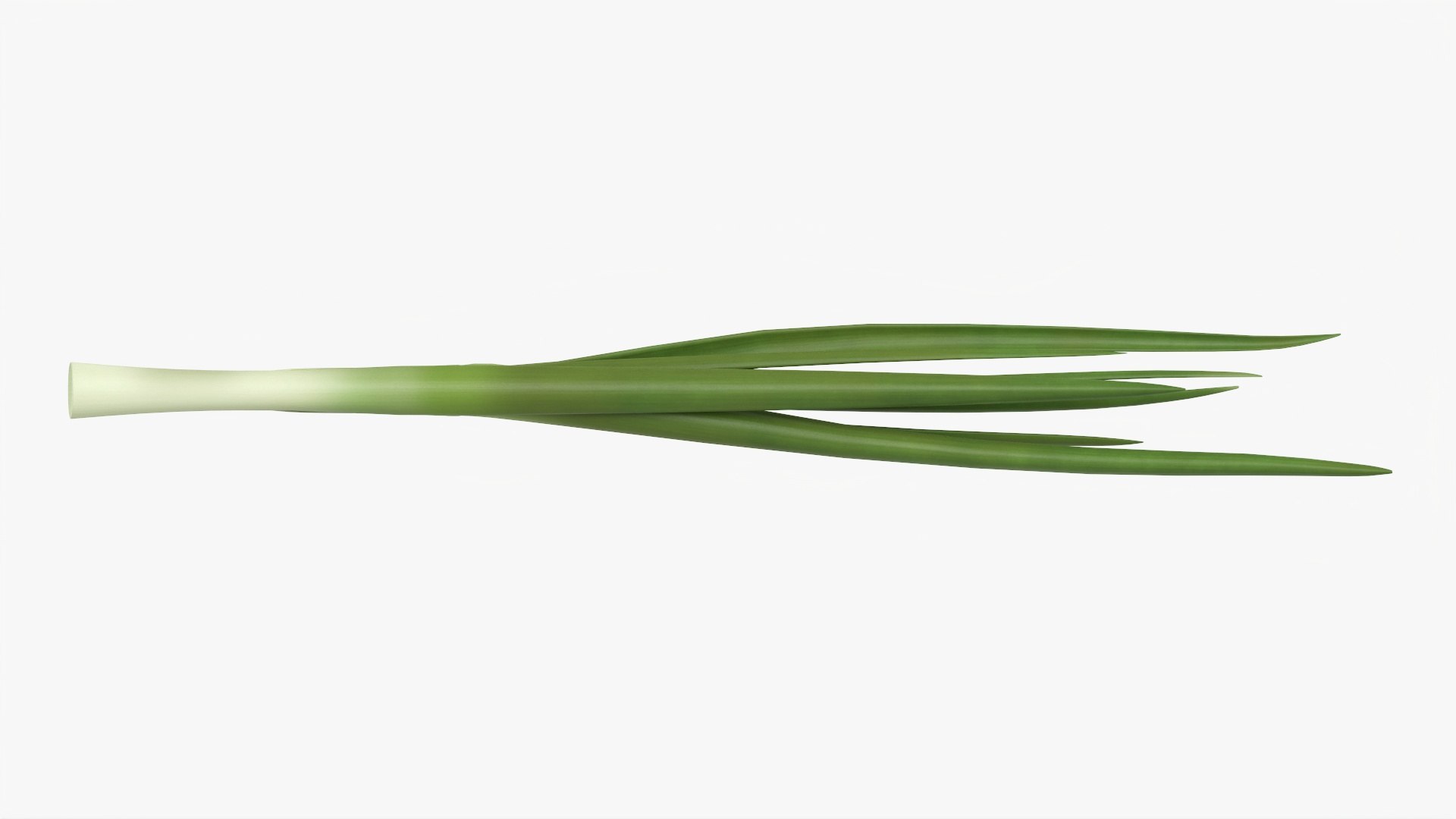 Spring onions 02 model - TurboSquid 1777294