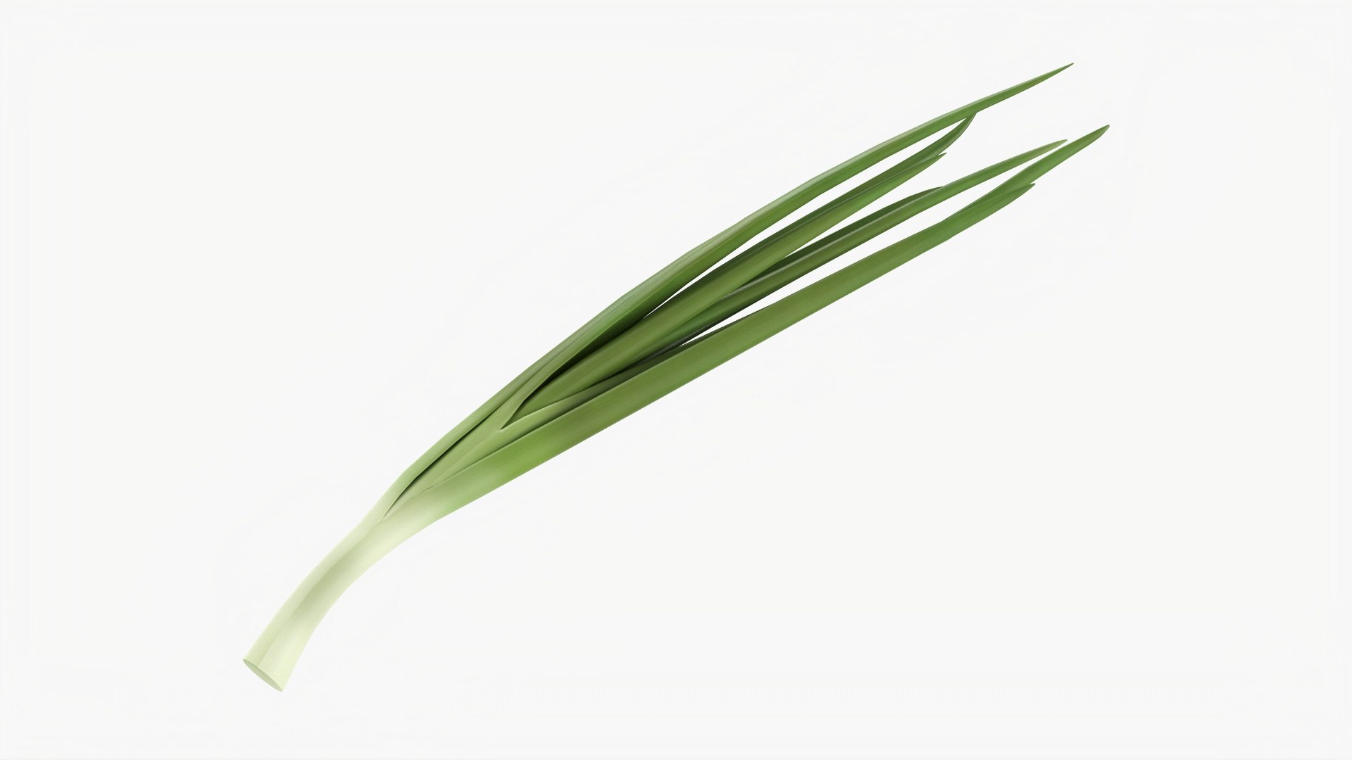 Spring onions 02 model - TurboSquid 1777294