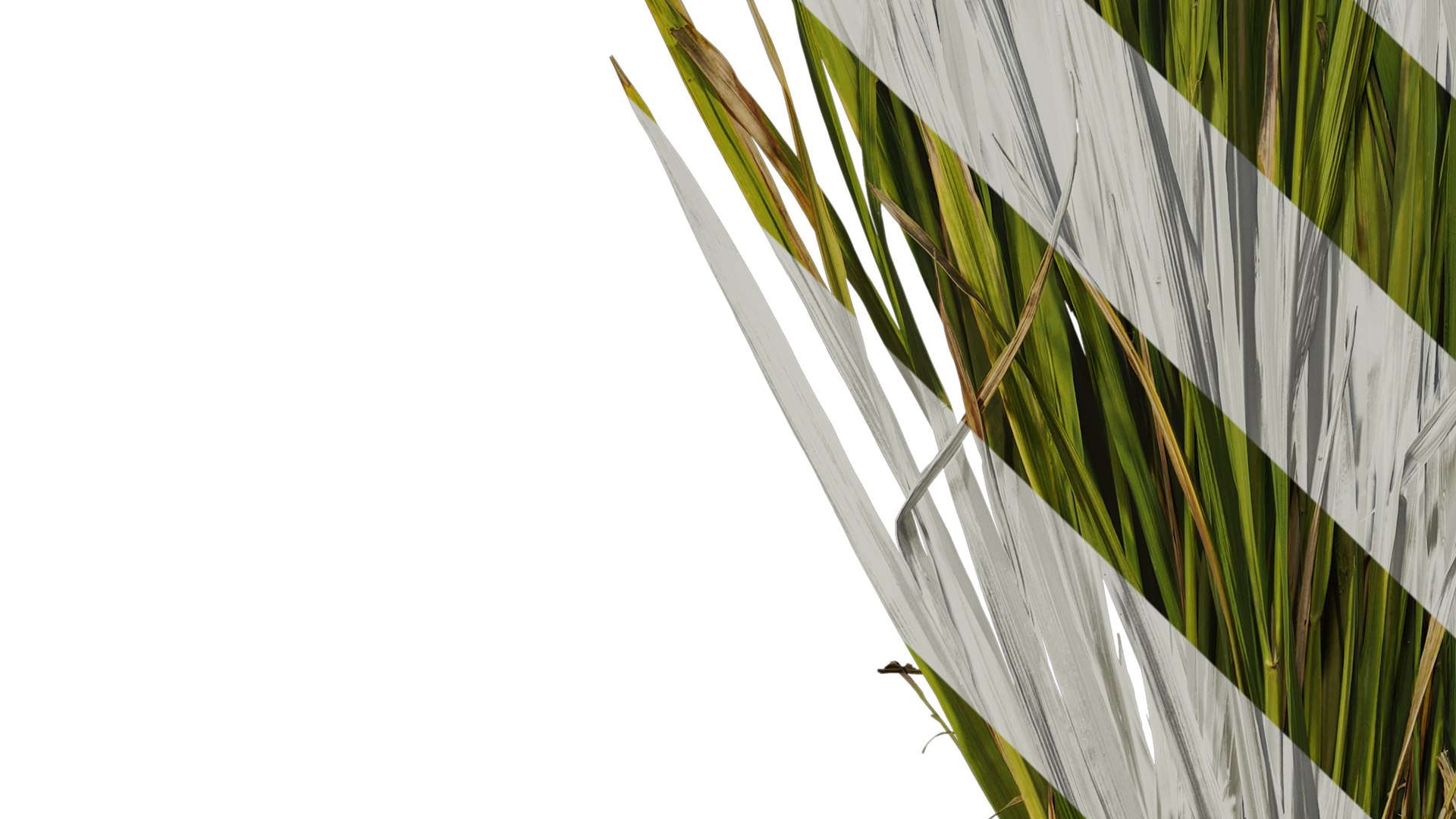 Anydrafts Oryza Sativa Atlas 01 Textures 3D - TurboSquid 2349792