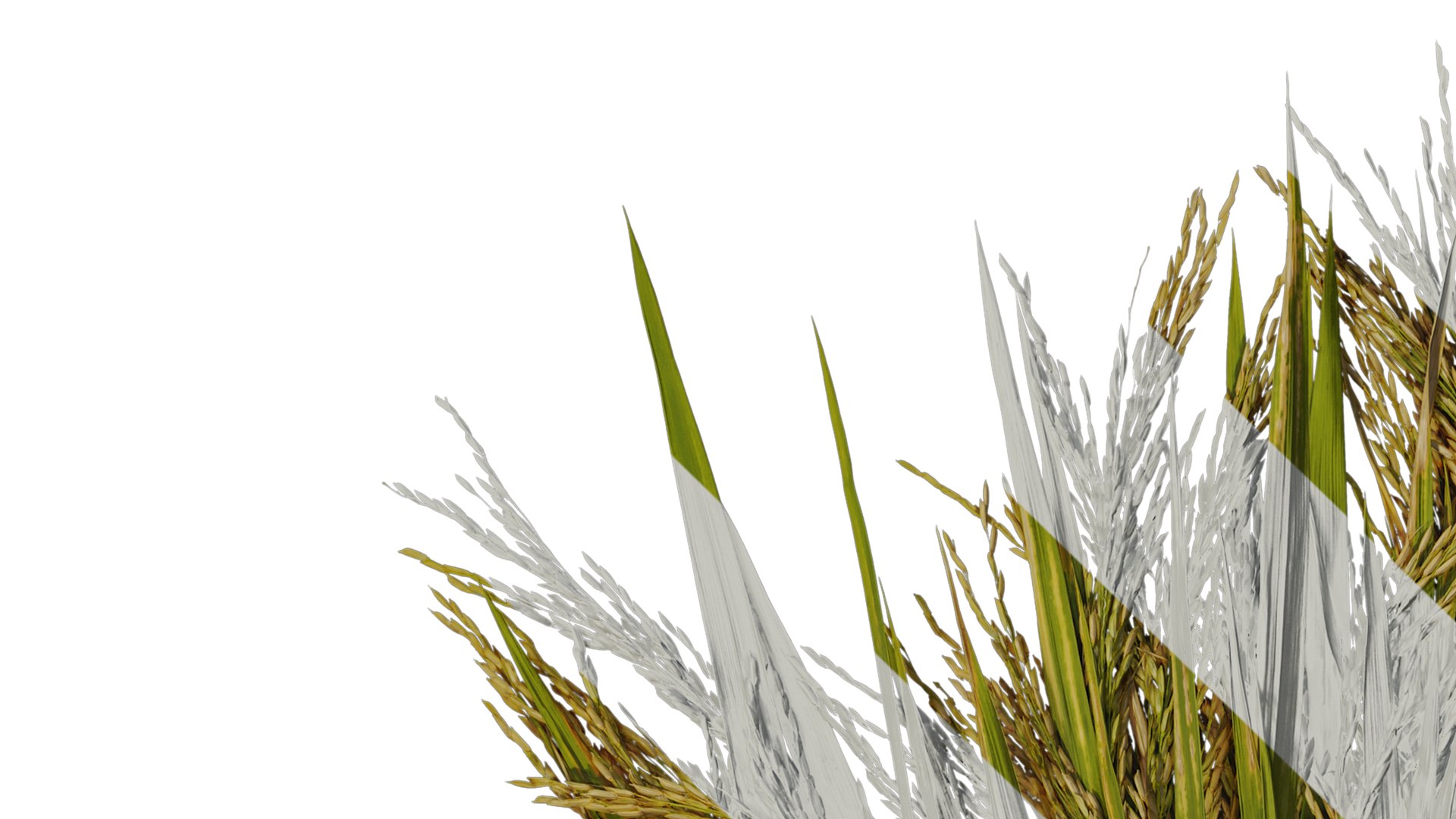 Anydrafts Oryza Sativa Atlas 01 Textures 3D - TurboSquid 2349792