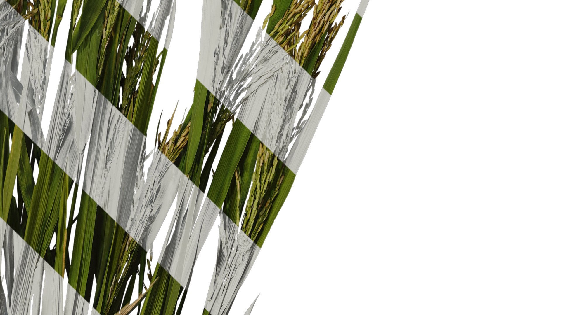 Anydrafts Oryza Sativa Atlas 01 Textures 3D - TurboSquid 2349792