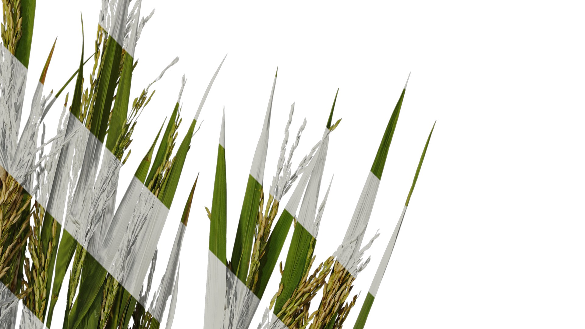 Anydrafts Oryza Sativa Atlas 01 Textures 3D - TurboSquid 2349792