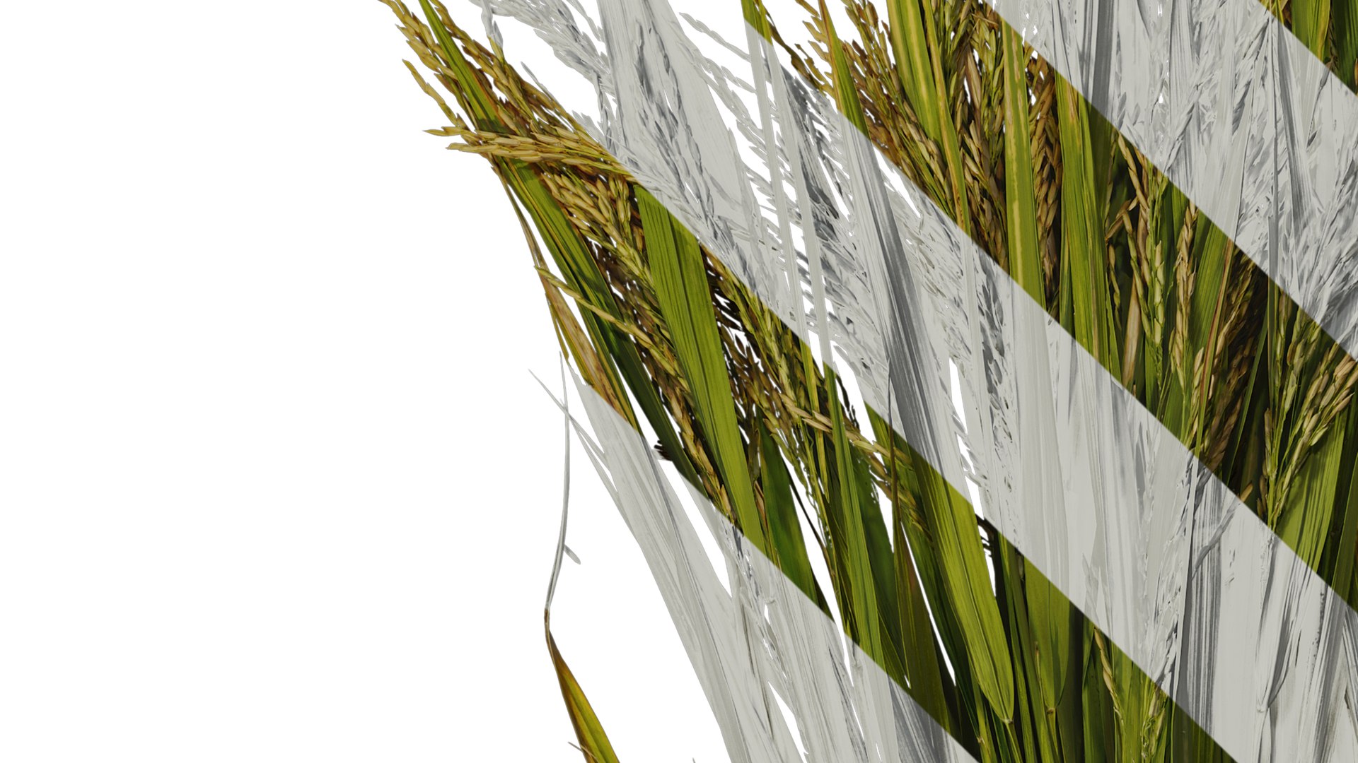 Anydrafts Oryza Sativa Atlas 01 Textures 3D - TurboSquid 2349792