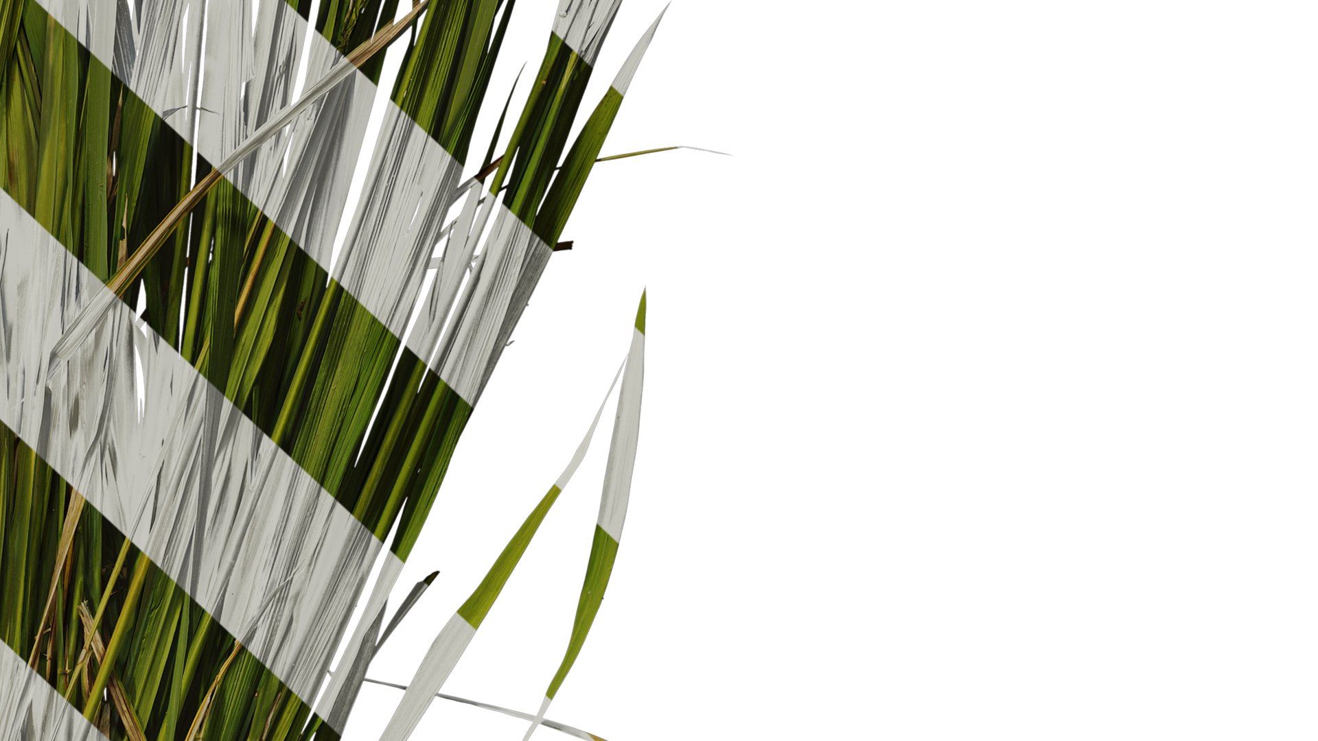 Anydrafts Oryza Sativa Atlas 01 Textures 3D - TurboSquid 2349792