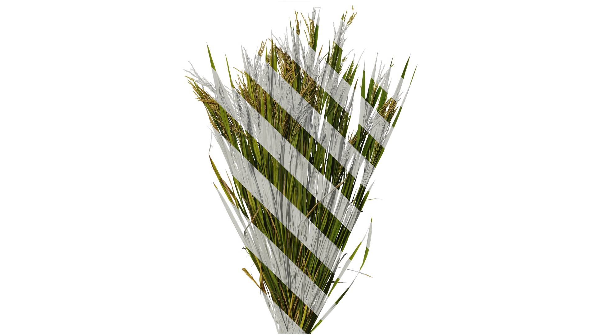 Anydrafts Oryza Sativa Atlas 01 Textures 3D - TurboSquid 2349792