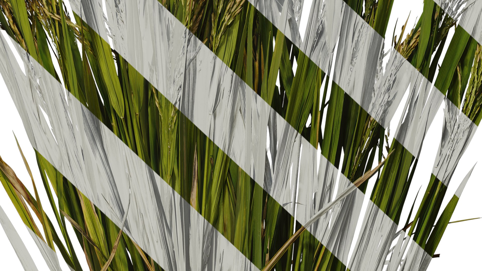 Anydrafts Oryza Sativa Atlas 01 Textures 3D - TurboSquid 2349792