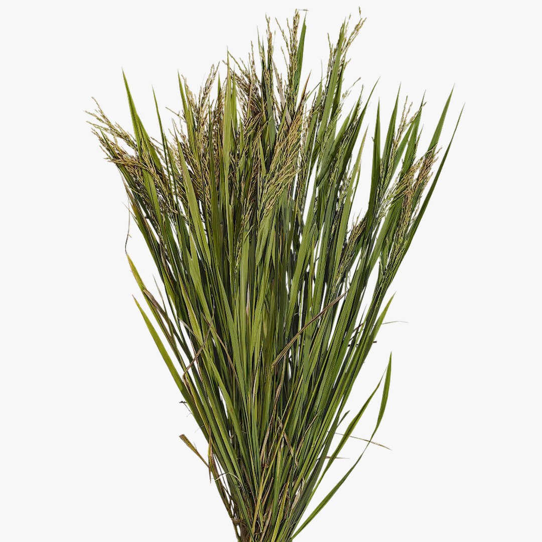 Anydrafts Oryza Sativa Atlas 01 Textures 3D - TurboSquid 2349792