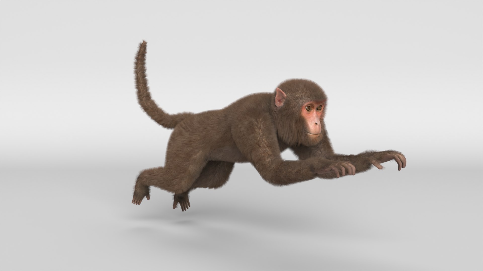 3D Small Monkey Animated - TurboSquid 2118886
