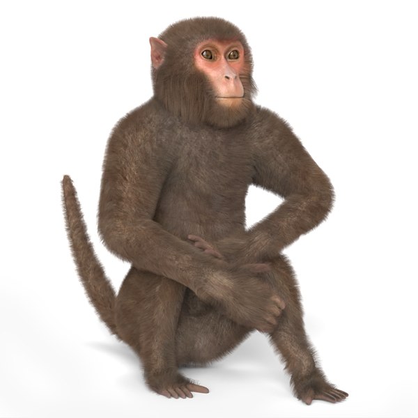 Kleiner Affe animiert 3D-Modell - TurboSquid 2118886