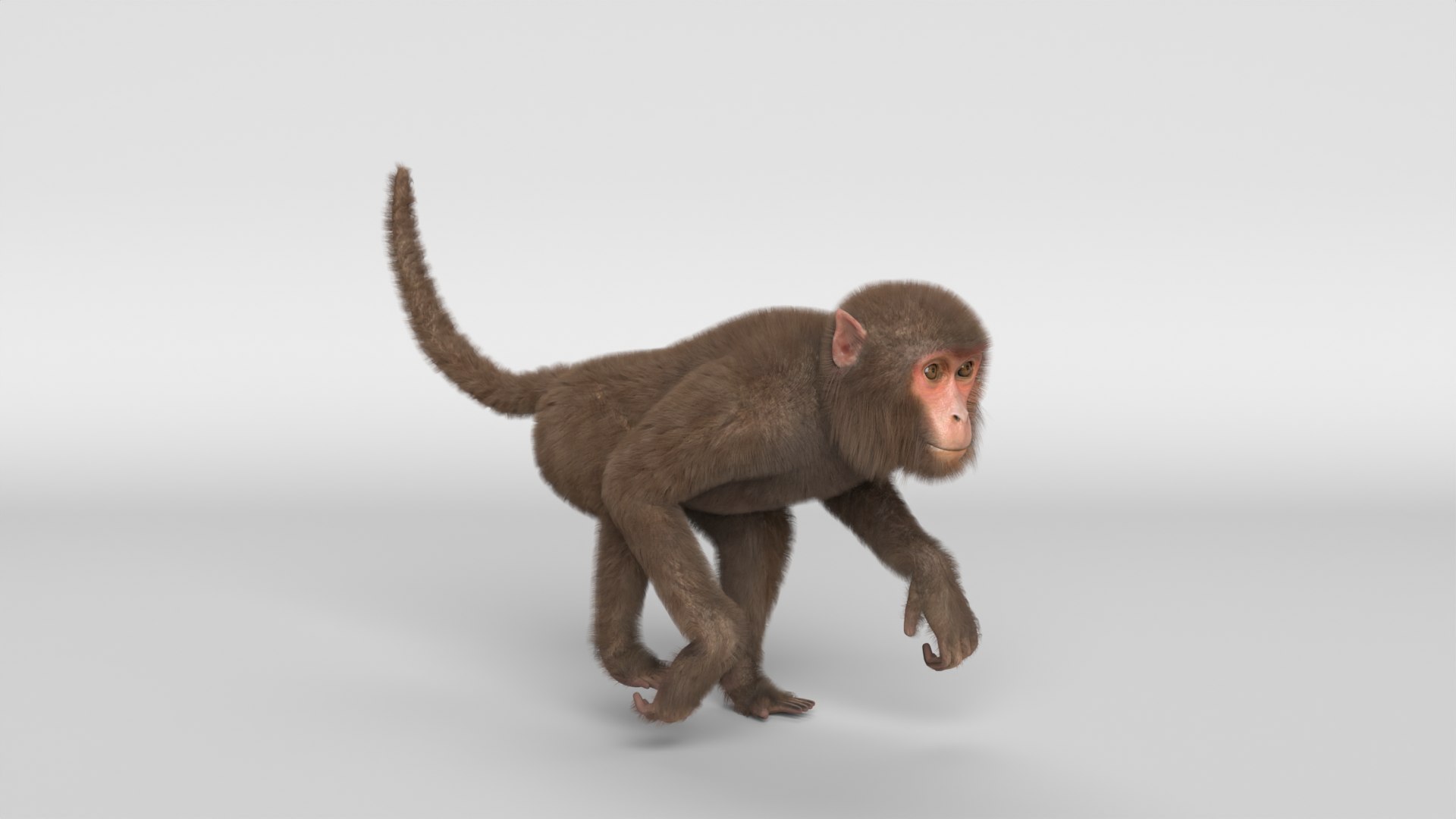 3D Small Monkey Animated - TurboSquid 2118886