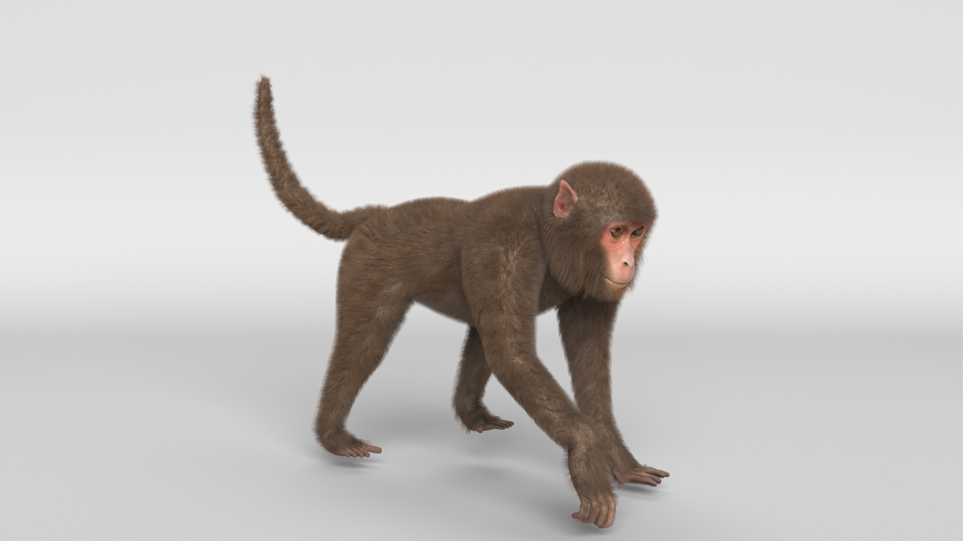 3D Small Monkey Animated - TurboSquid 2118886