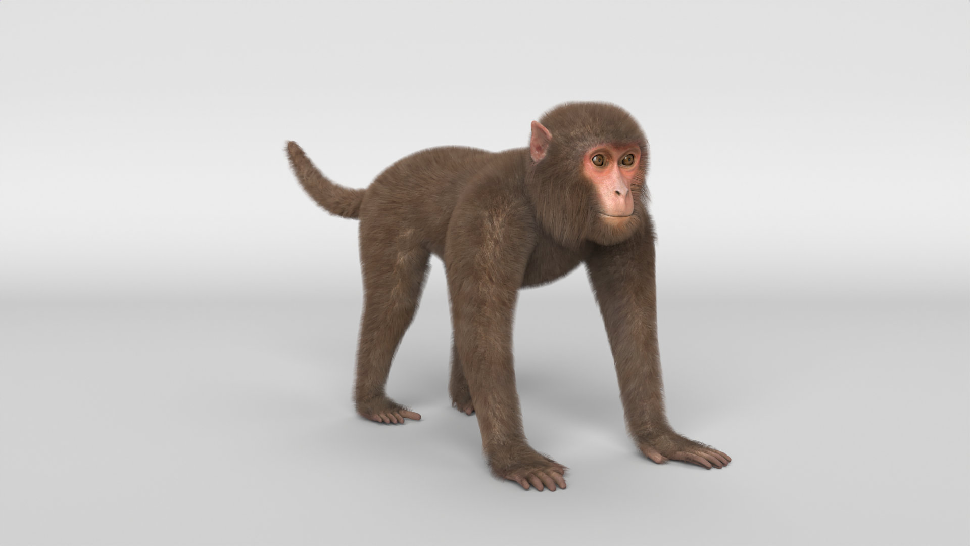 3D Small Monkey Animated - TurboSquid 2118886