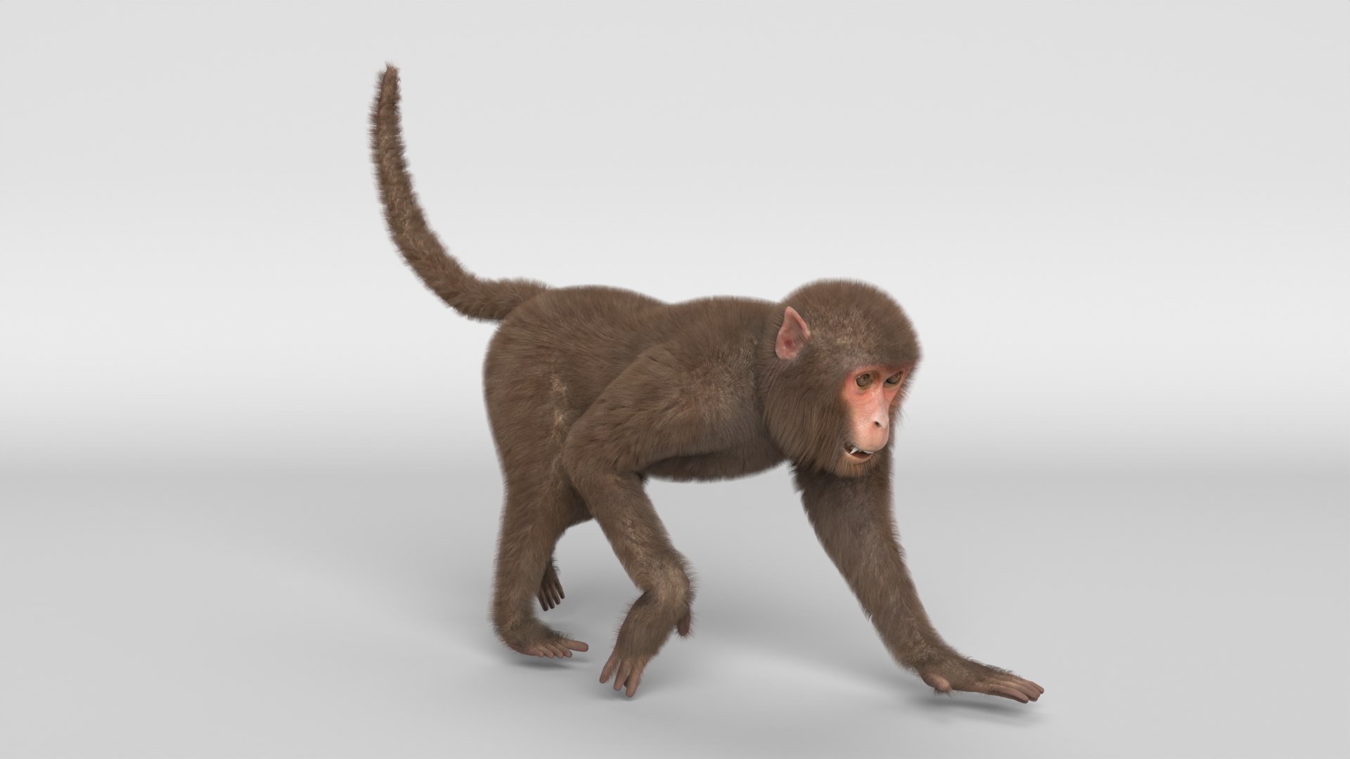 3D Small Monkey Animated - TurboSquid 2118886