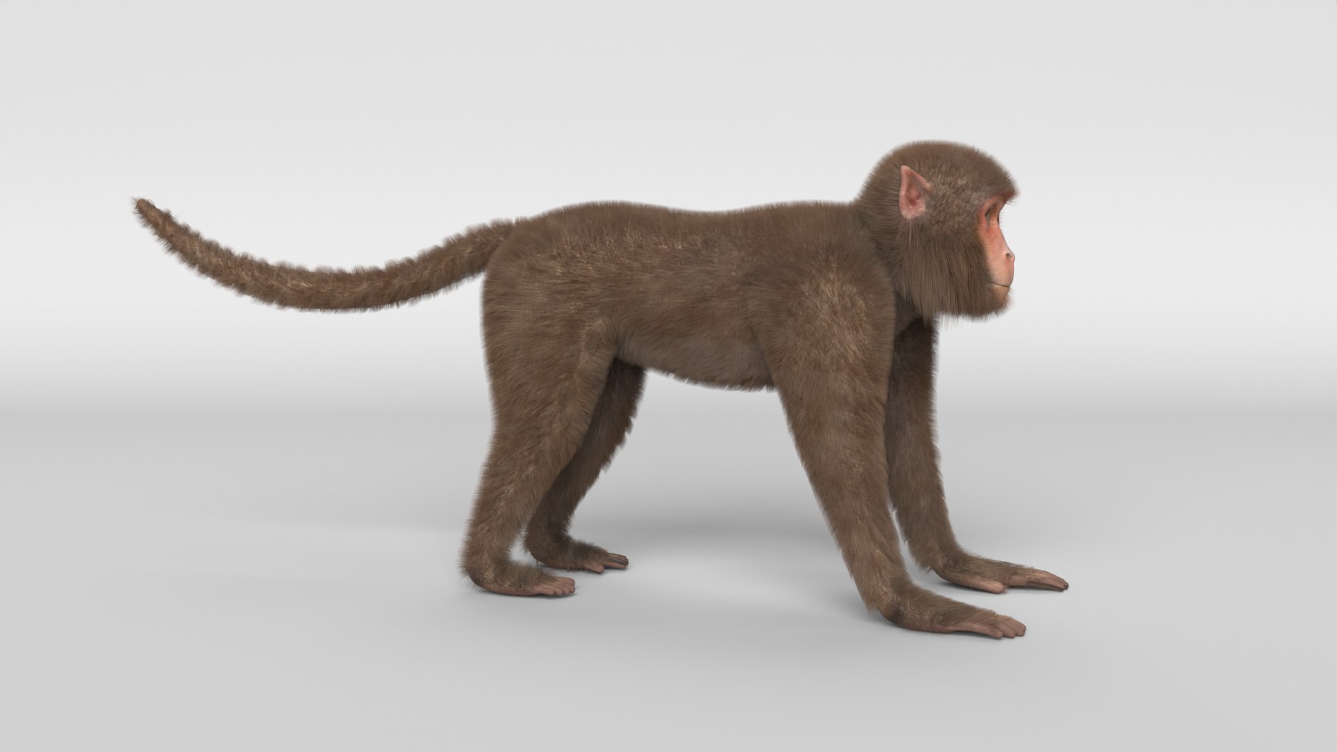 3D Small Monkey Animated - TurboSquid 2118886