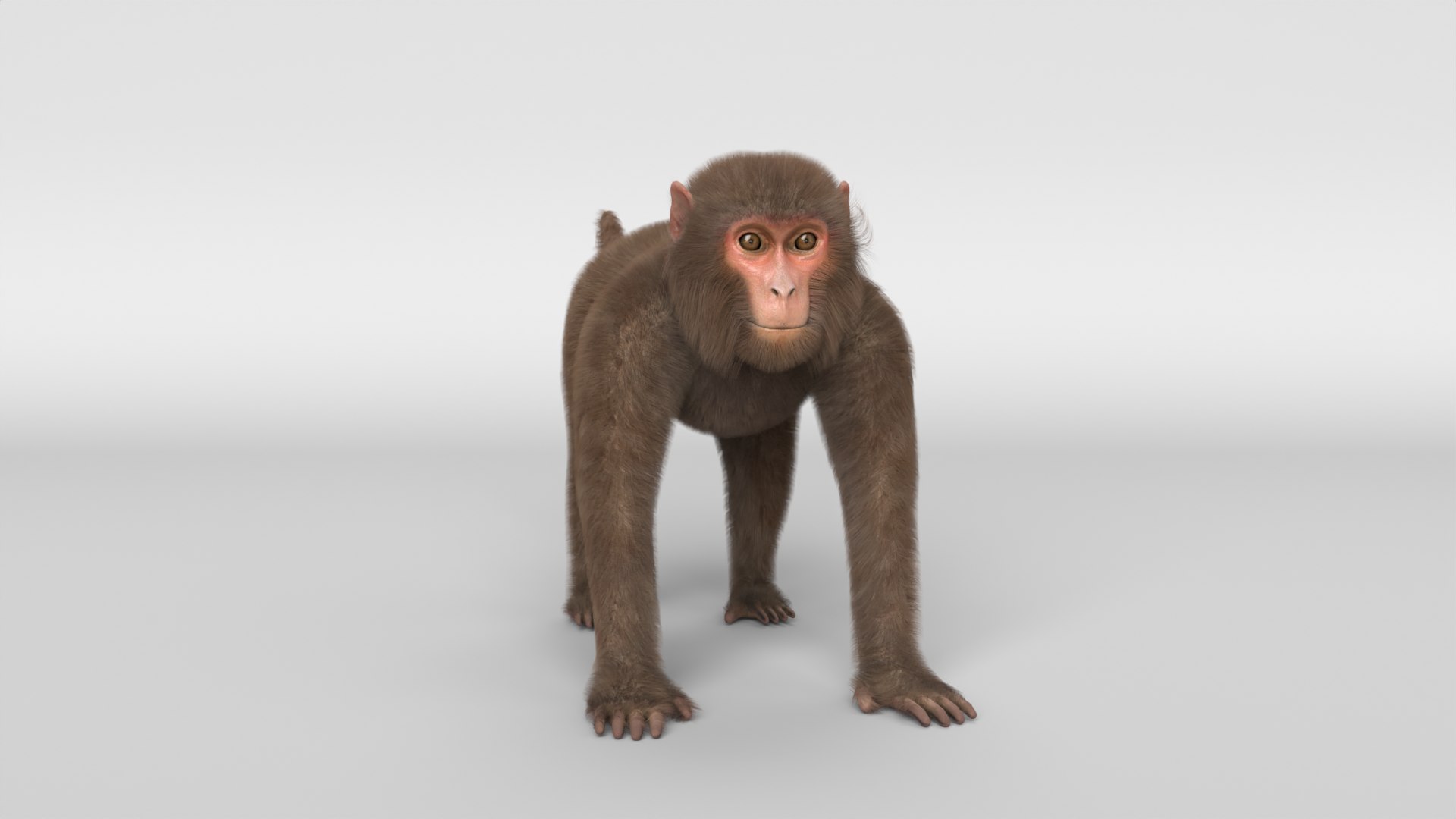 3D Small Monkey Animated - TurboSquid 2118886