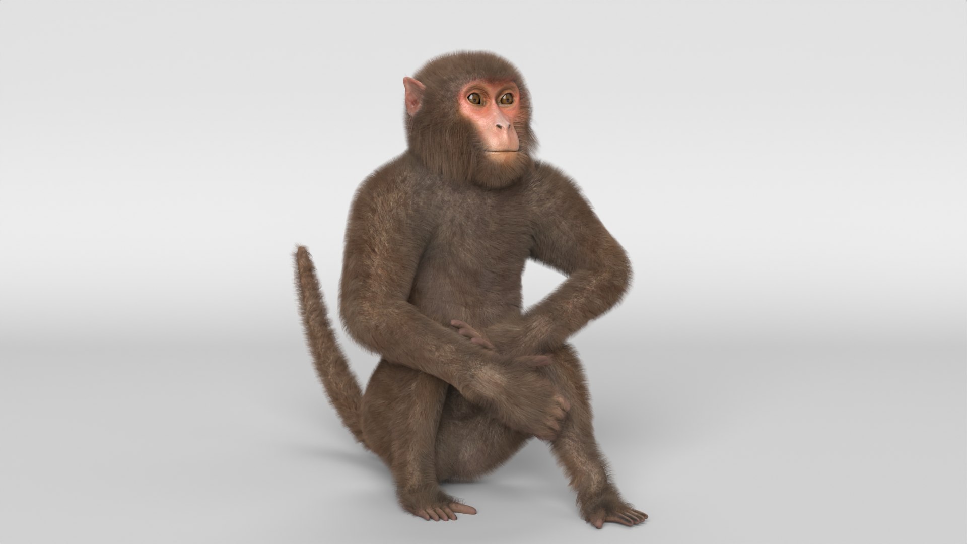 3D Small Monkey Animated - TurboSquid 2118886