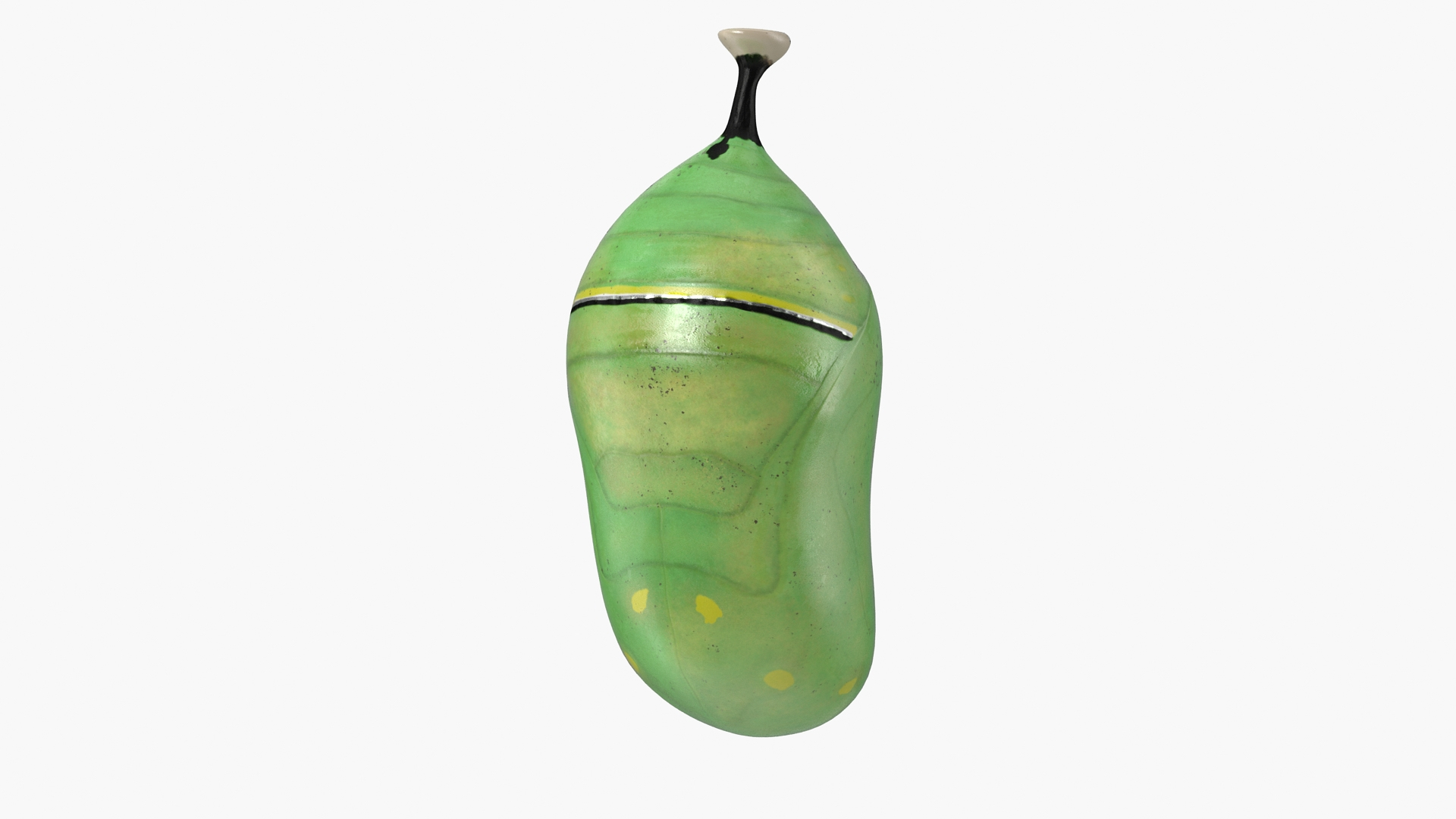 Monarch Butterfly Cocoon 3D Model - TurboSquid 1485114