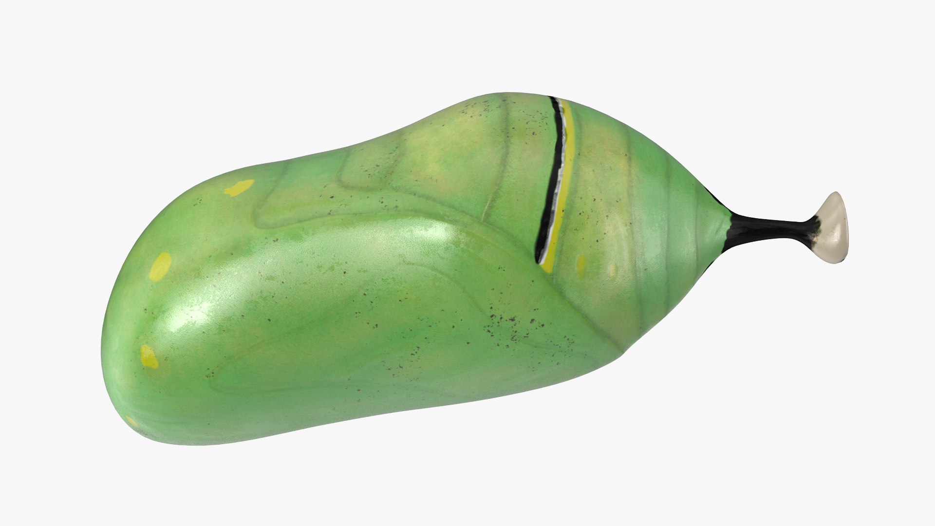 Monarch Butterfly Cocoon 3D Model - TurboSquid 1485114