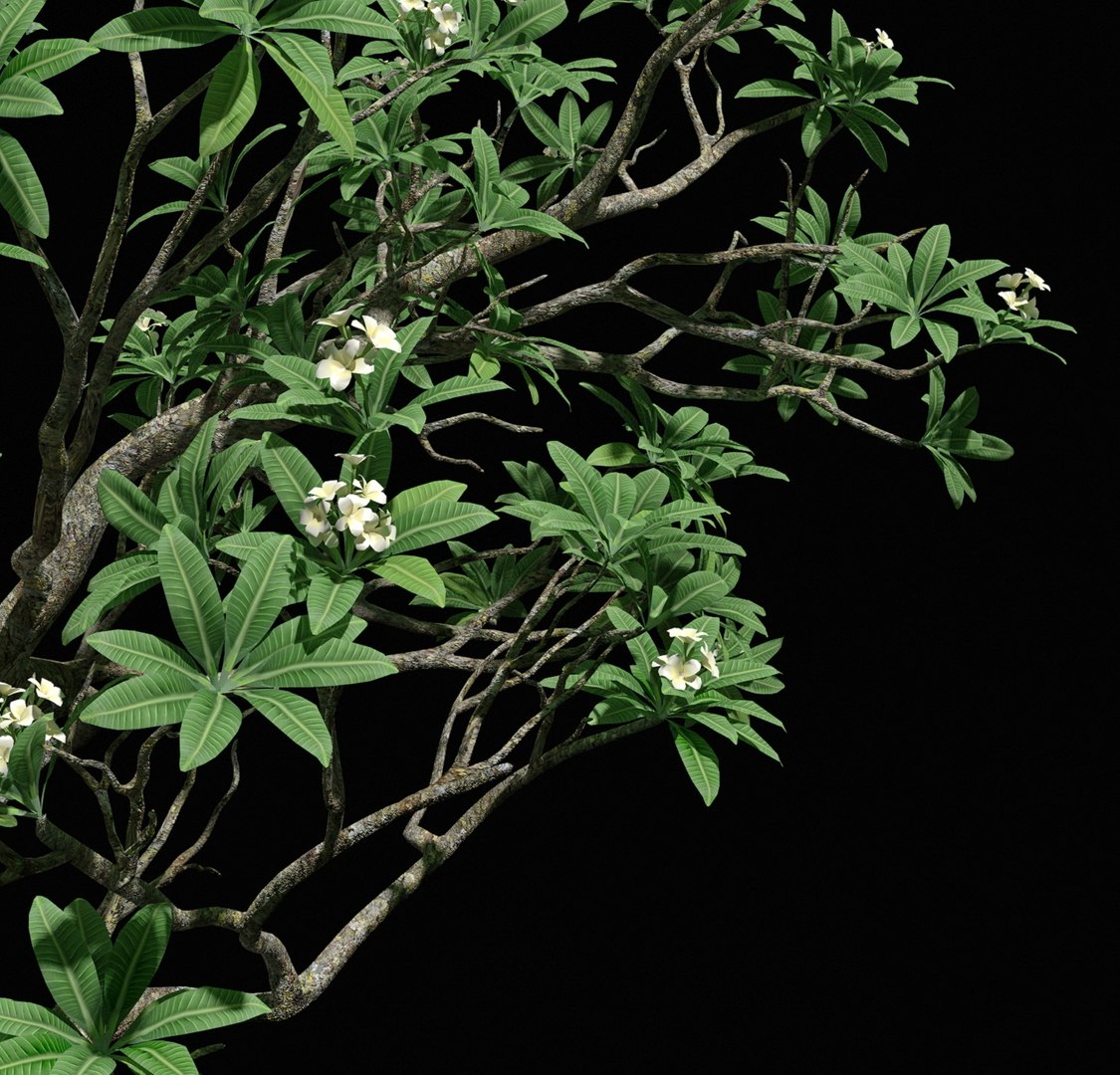 3d Model Hi Resolution Tree