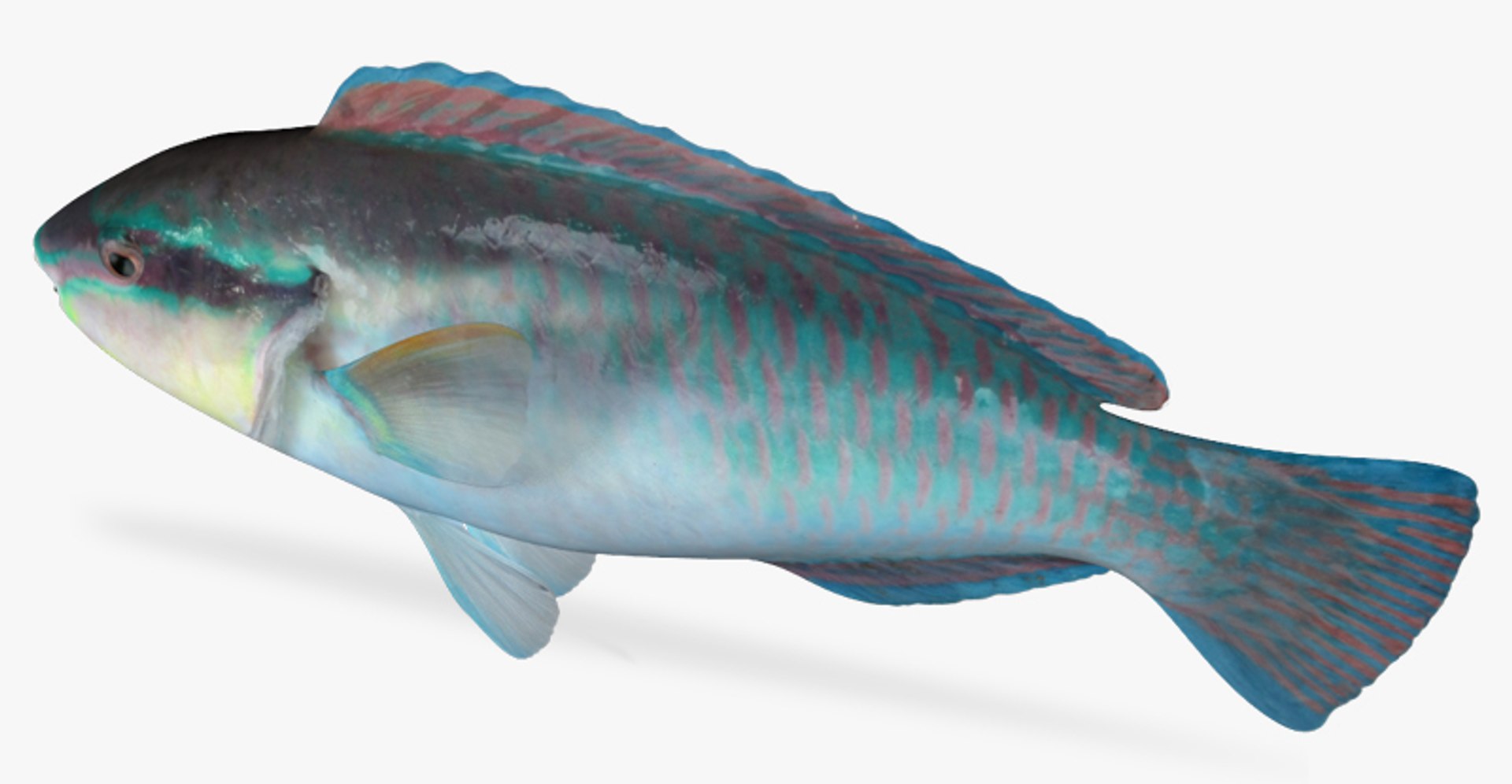3d Striped Parrotfish