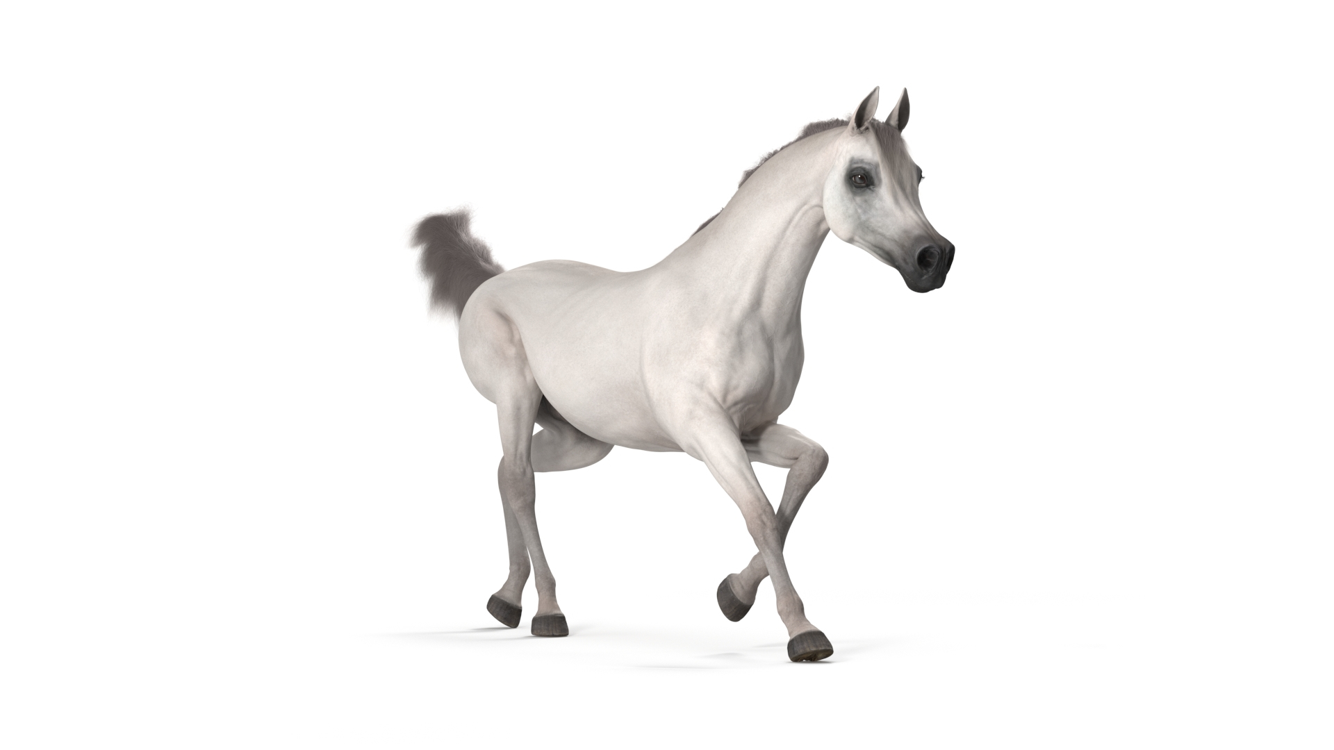 Galloping Arabian Horse White Fur 3D Model - TurboSquid 2179973