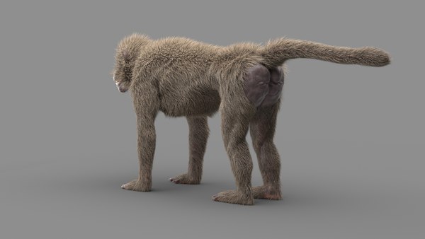 Hair realistic ornatrix model - TurboSquid 1615547