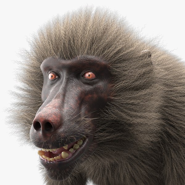 Hair realistic ornatrix model - TurboSquid 1615547