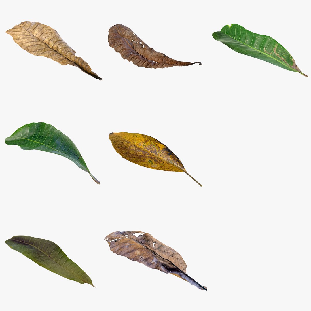 Free 3D 7 Different Autumn Leaves Model - TurboSquid 2380247