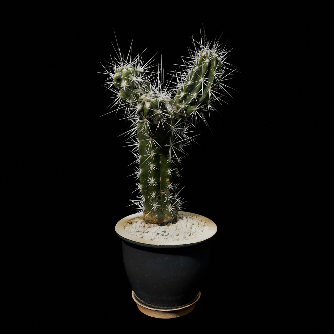 3D Cactus Model Pack - 3D Scan With LODs 3D Model - TurboSquid 2260018