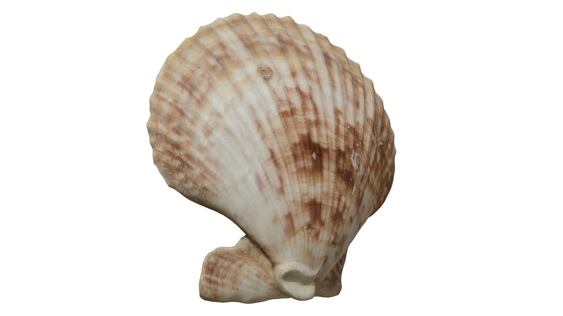 Scallop Collection Model - TurboSquid 1858318