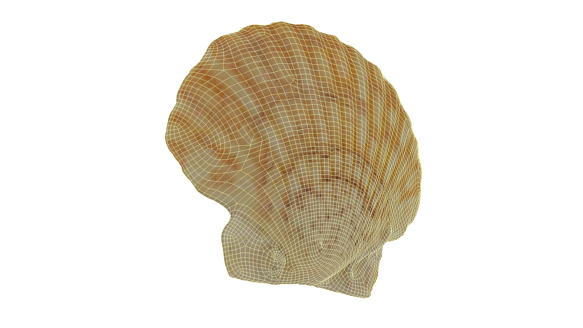 Scallop Collection Model - TurboSquid 1858318