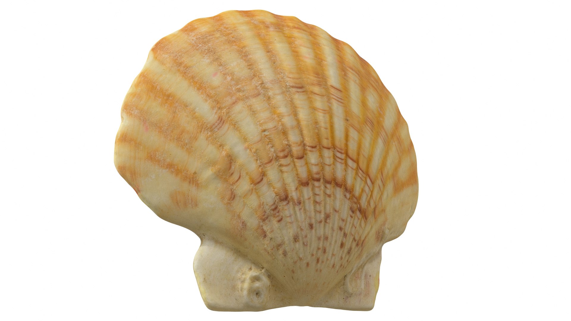 Scallop Collection Model - TurboSquid 1858318