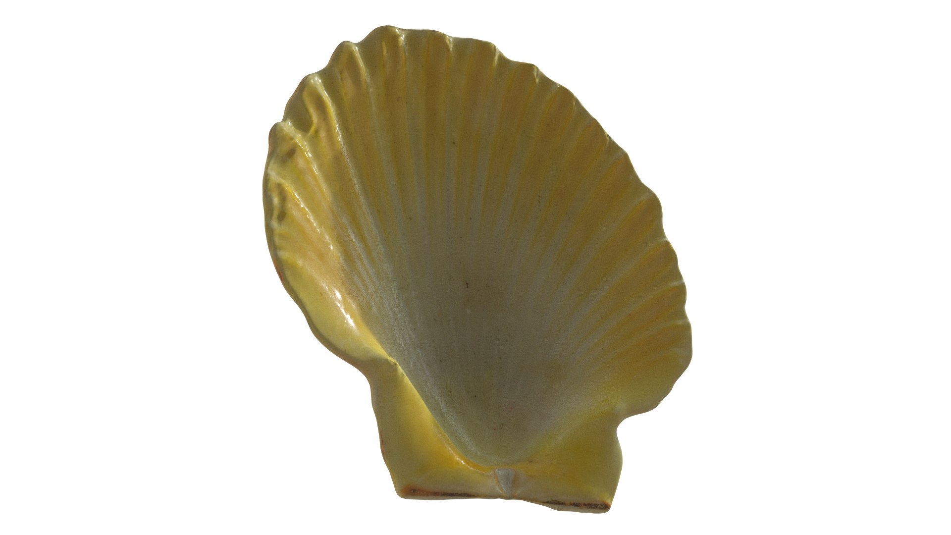 Scallop Collection Model - TurboSquid 1858318