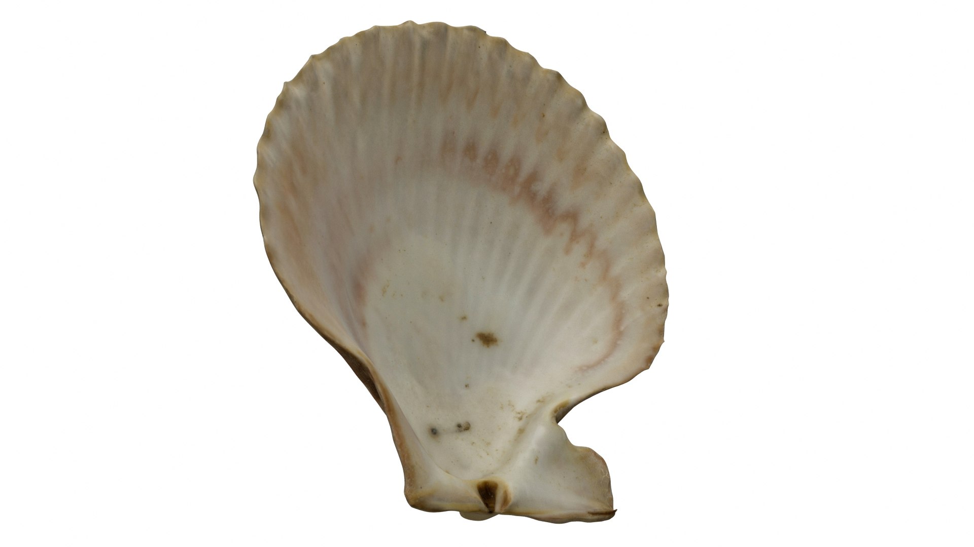 Scallop Collection Model - TurboSquid 1858318