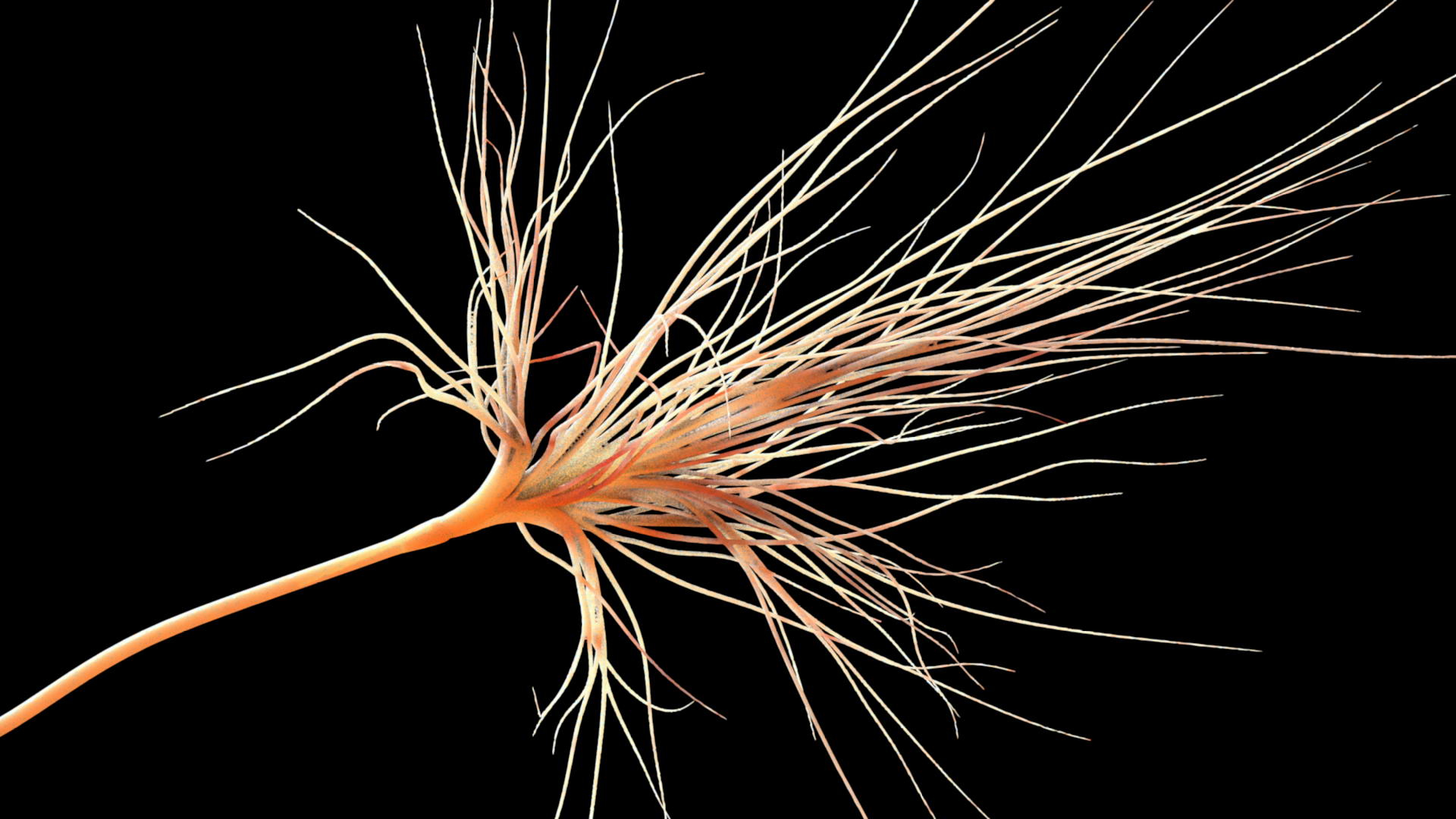 3D Bipolar Neuron - TurboSquid 1417373