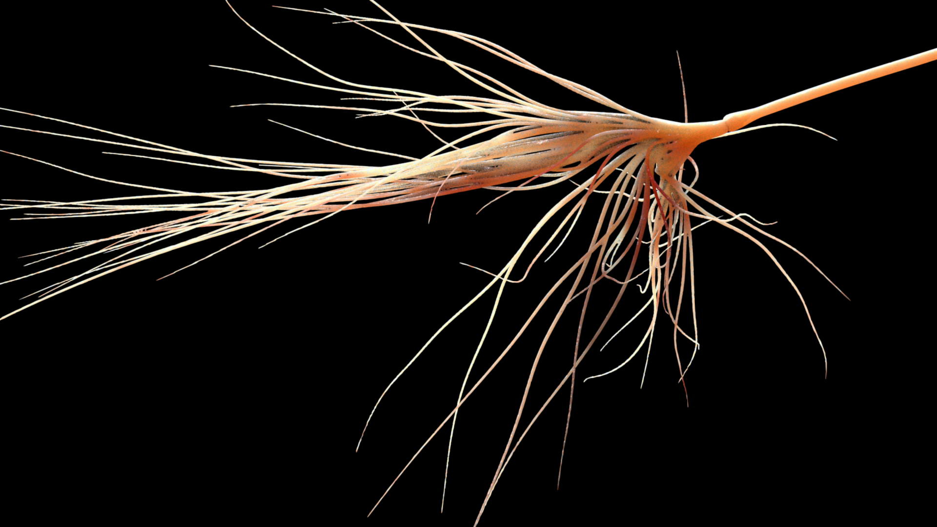 3D Bipolar Neuron - TurboSquid 1417373