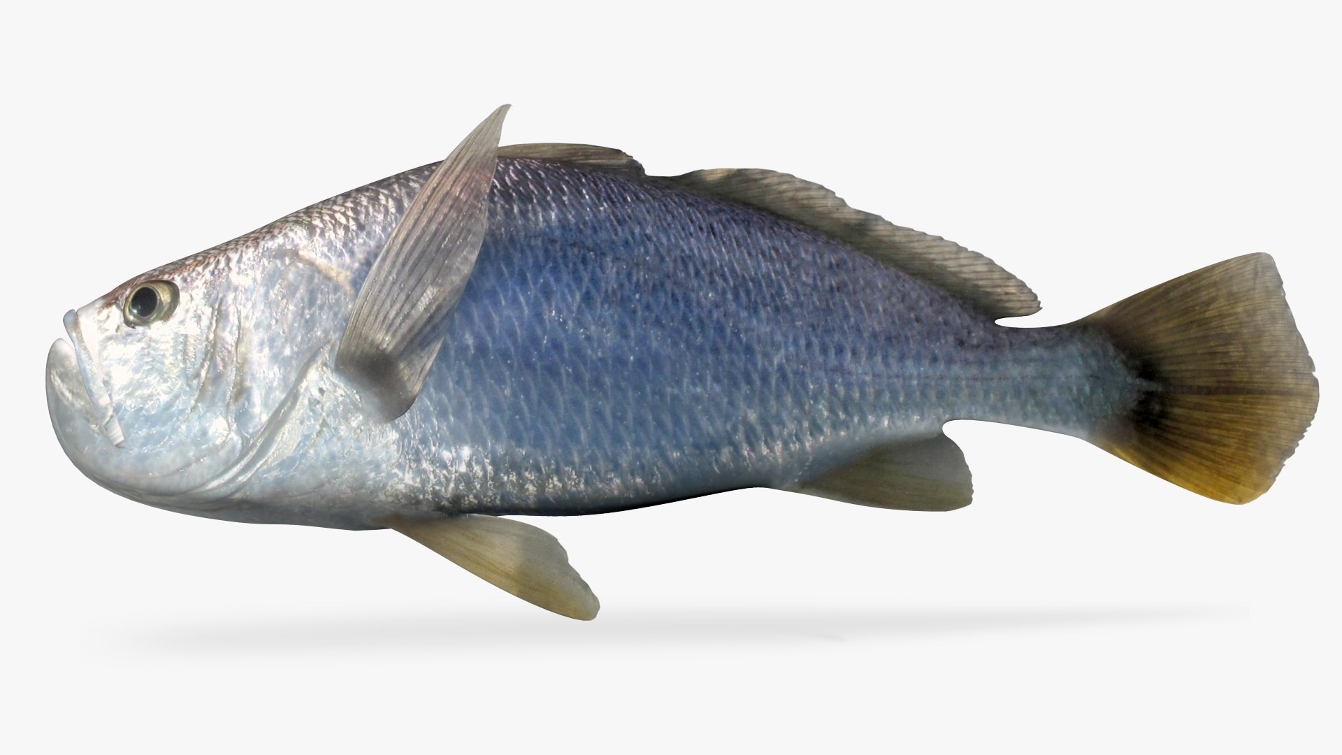 3D Model Silver Drum - TurboSquid 1744198