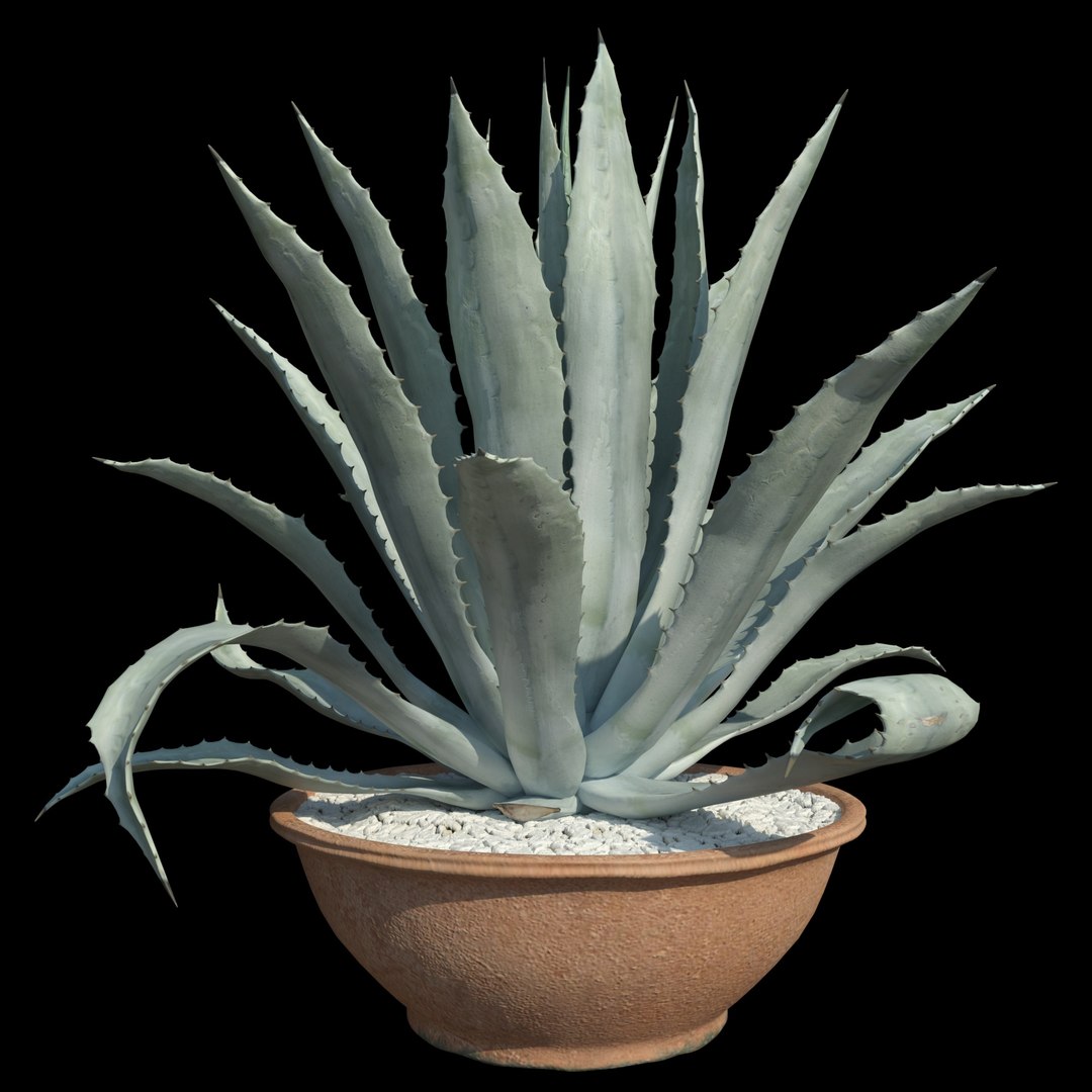 Agave American Blue 3D Model - TurboSquid 1655103