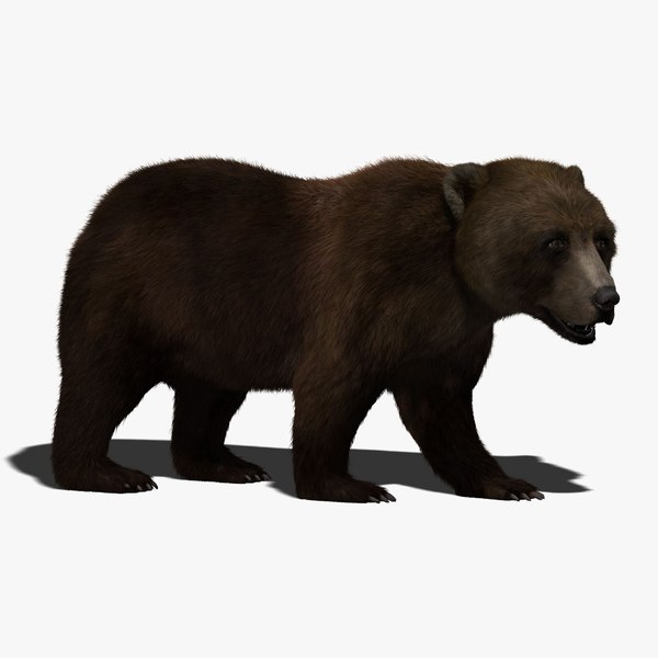 brown bear rigged fur ma