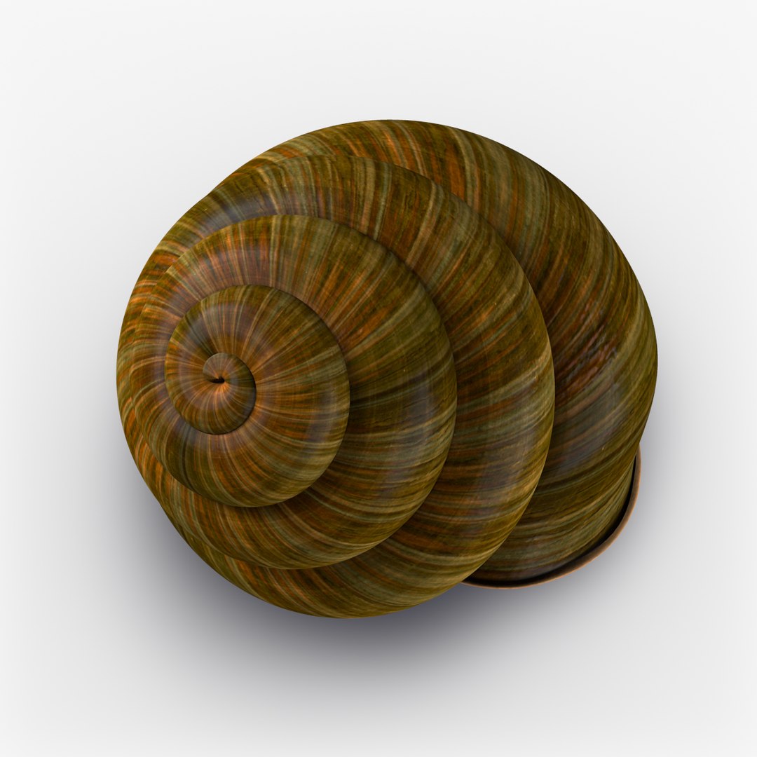 Obj Snails Shell
