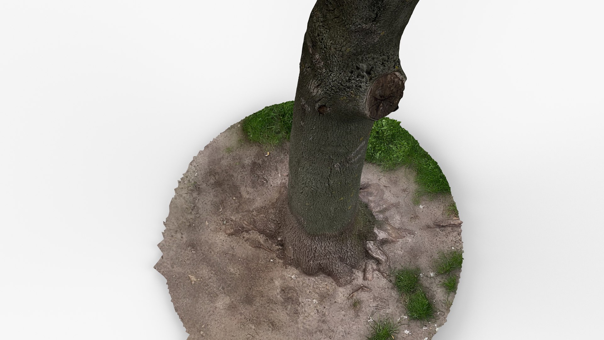 Photorealistic 3D Scan Of Tree Trunk 3D Model - TurboSquid 2397264