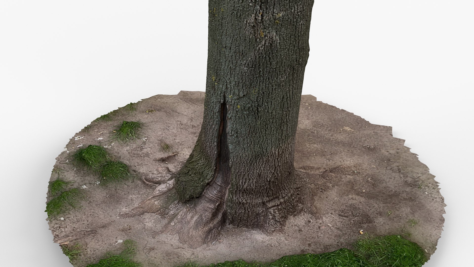 Photorealistic 3D Scan Of Tree Trunk 3D Model - TurboSquid 2397264