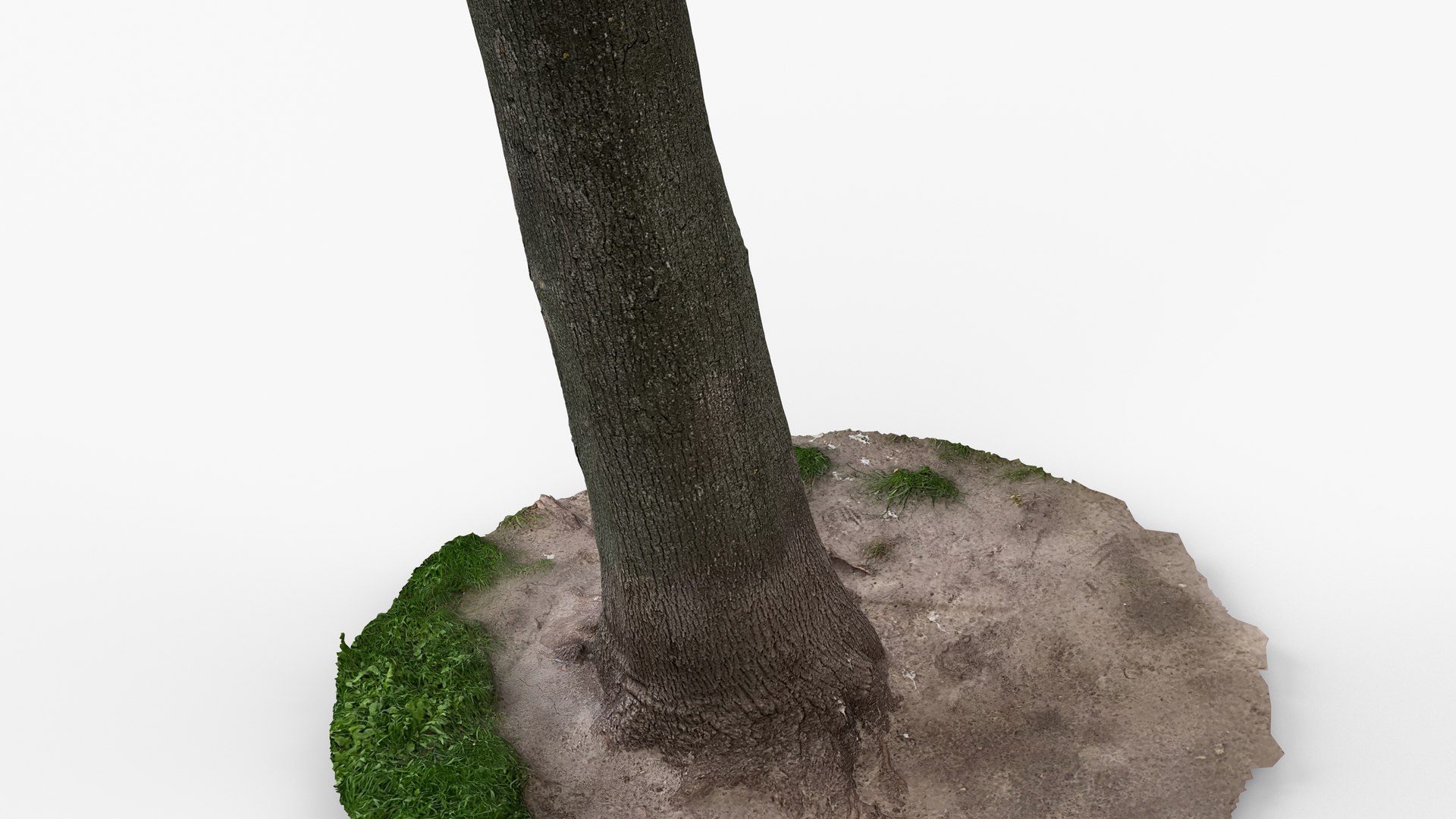 Photorealistic 3D Scan Of Tree Trunk 3D Model - TurboSquid 2397264